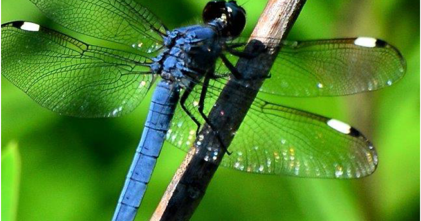 Eco Kids Club: Incredible Insects | Go Great Lakes Bay