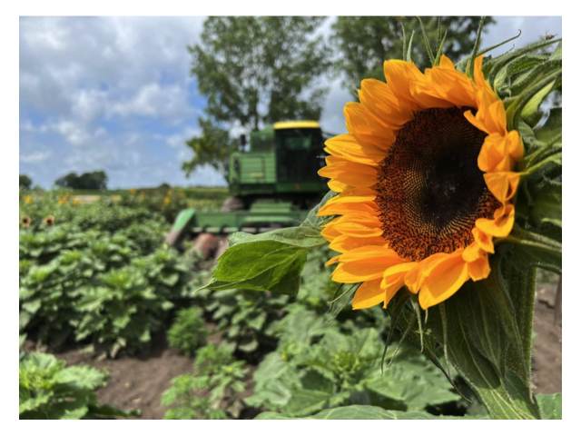 Sunflower Days / Sundays | Great Lakes Bay Regional Convention ...