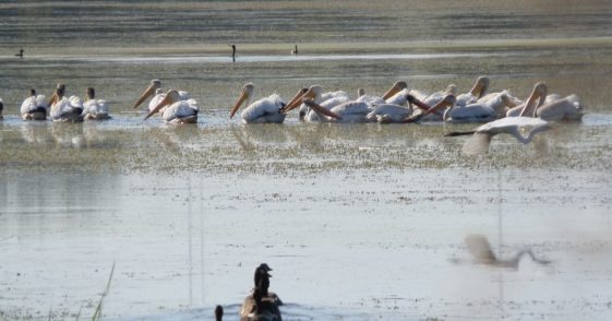 Crow Island State Game Area | Go Great Lakes Bay
