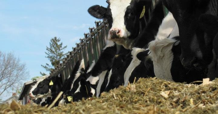 Weiss Centennial Farm | Go Great Lakes Bay