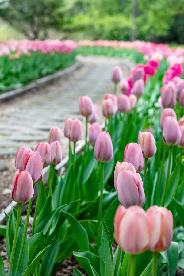 Top Spring Vacation Ideas in the Great Lakes Bay | Affordable Spring ...