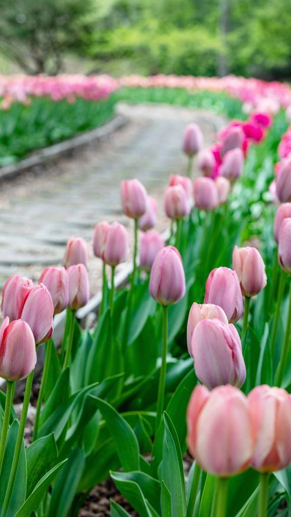 Midland, Michigan | Events, Attractions & Accommodations | Go Great ...