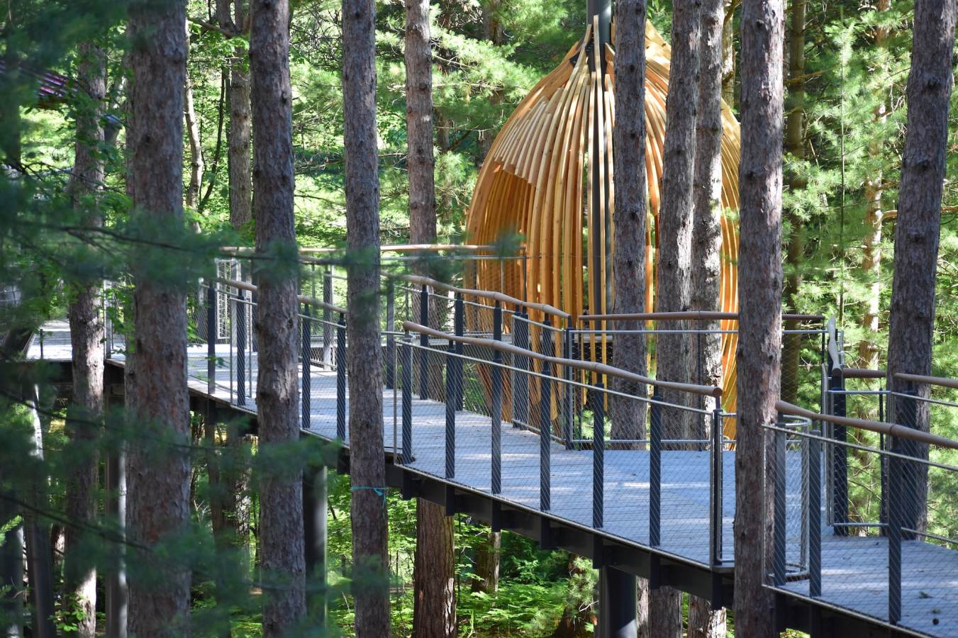 Explore the Nation's Longest Canopy Walk in Midland, Michigan | Great ...